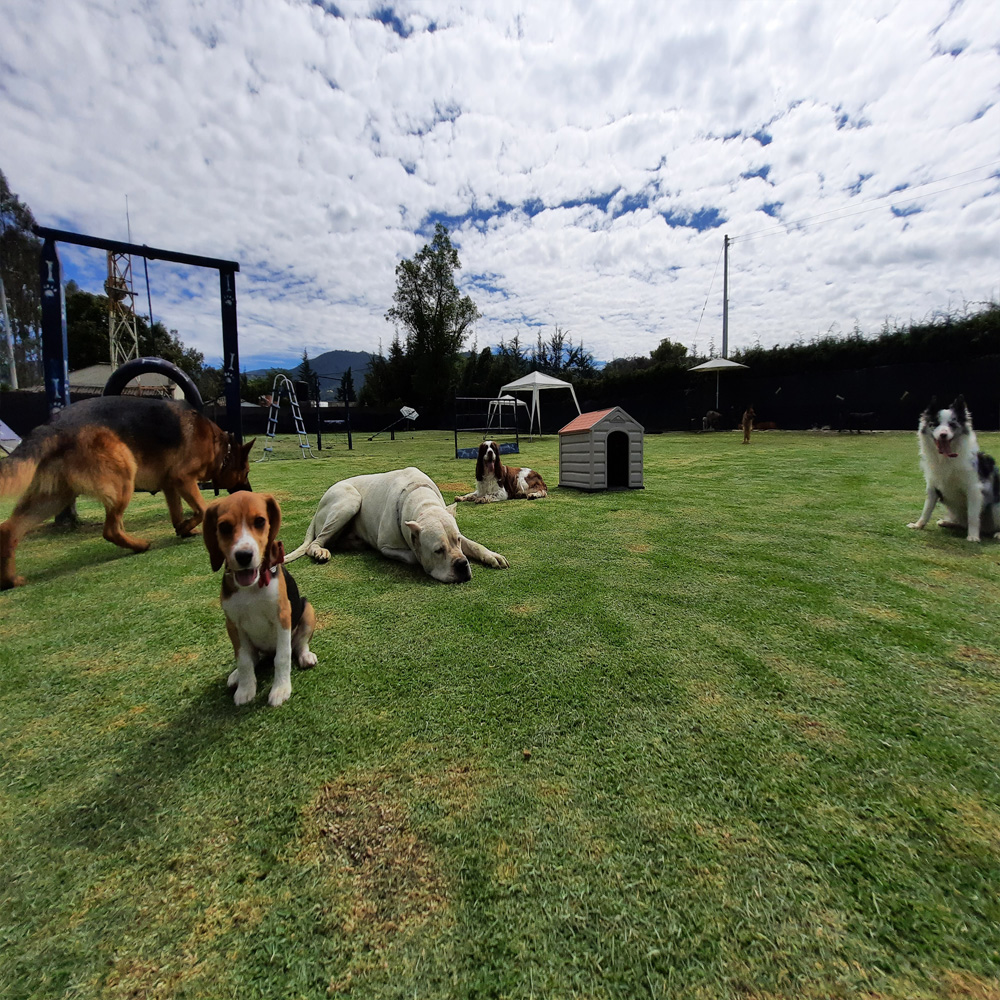 Galería | El Parque Club Canino