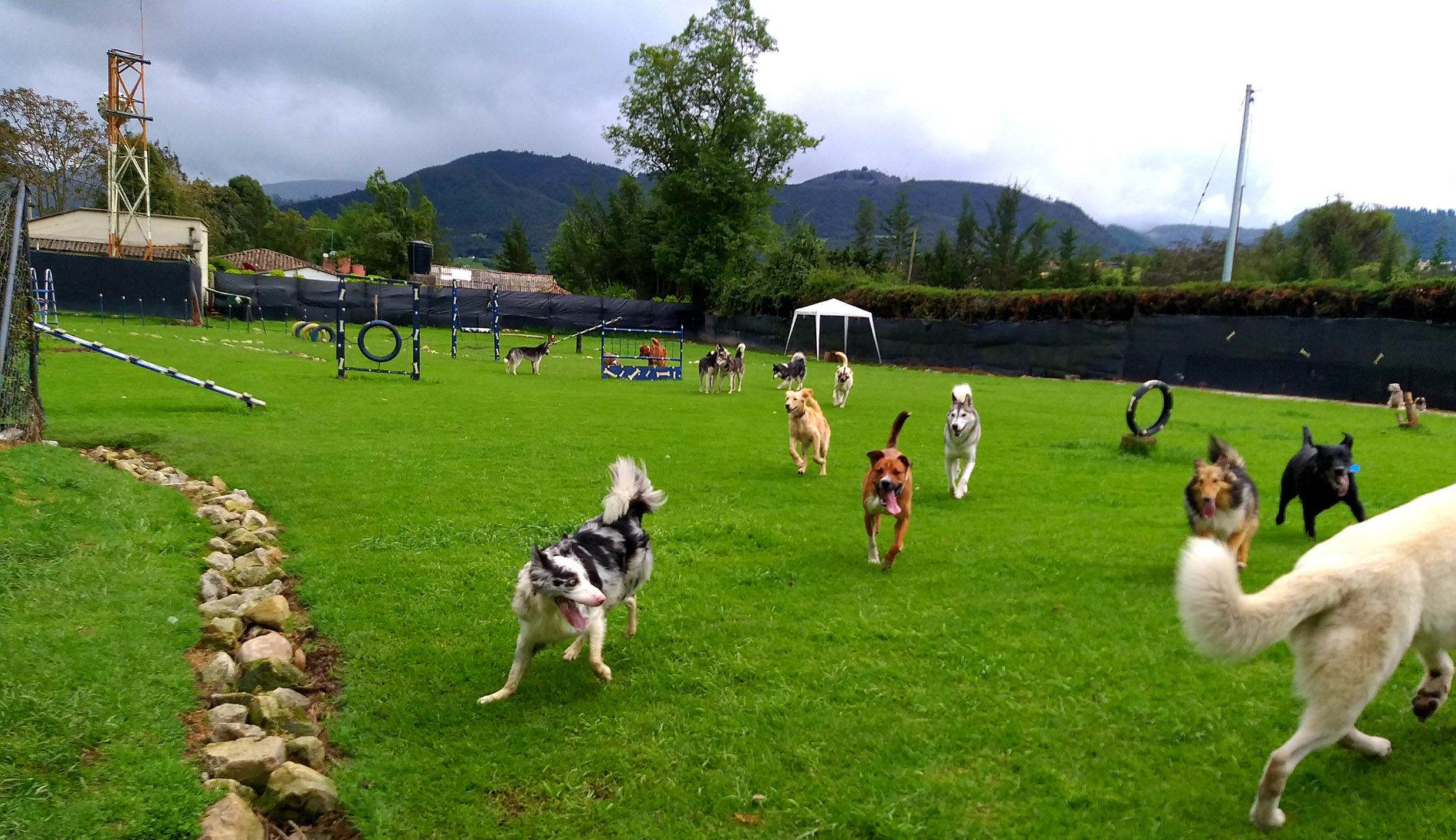 Galería | El Parque Club Canino