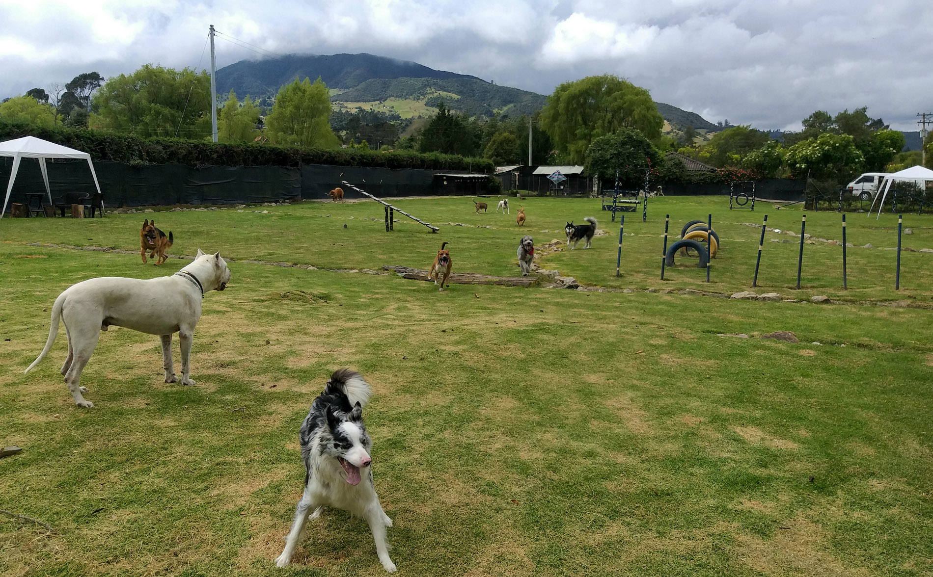 Galería | El Parque Club Canino
