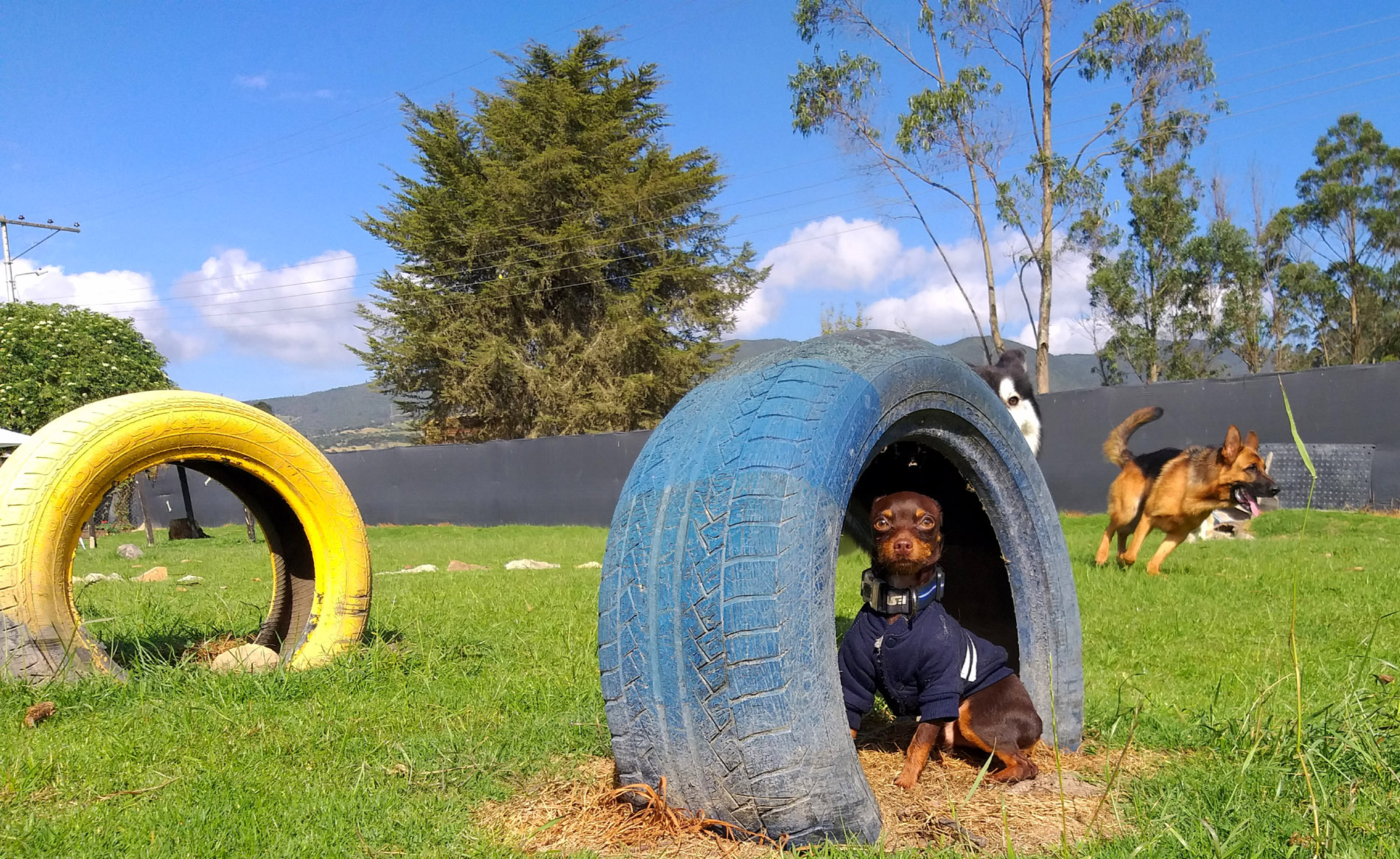 Galería | El Parque Club Canino