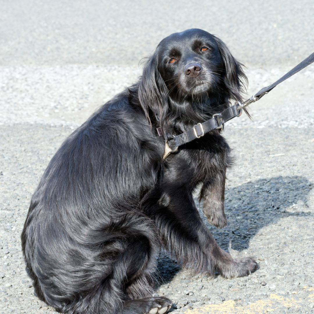 10 síntomas de miedo en los perros | El Parque Club Canino