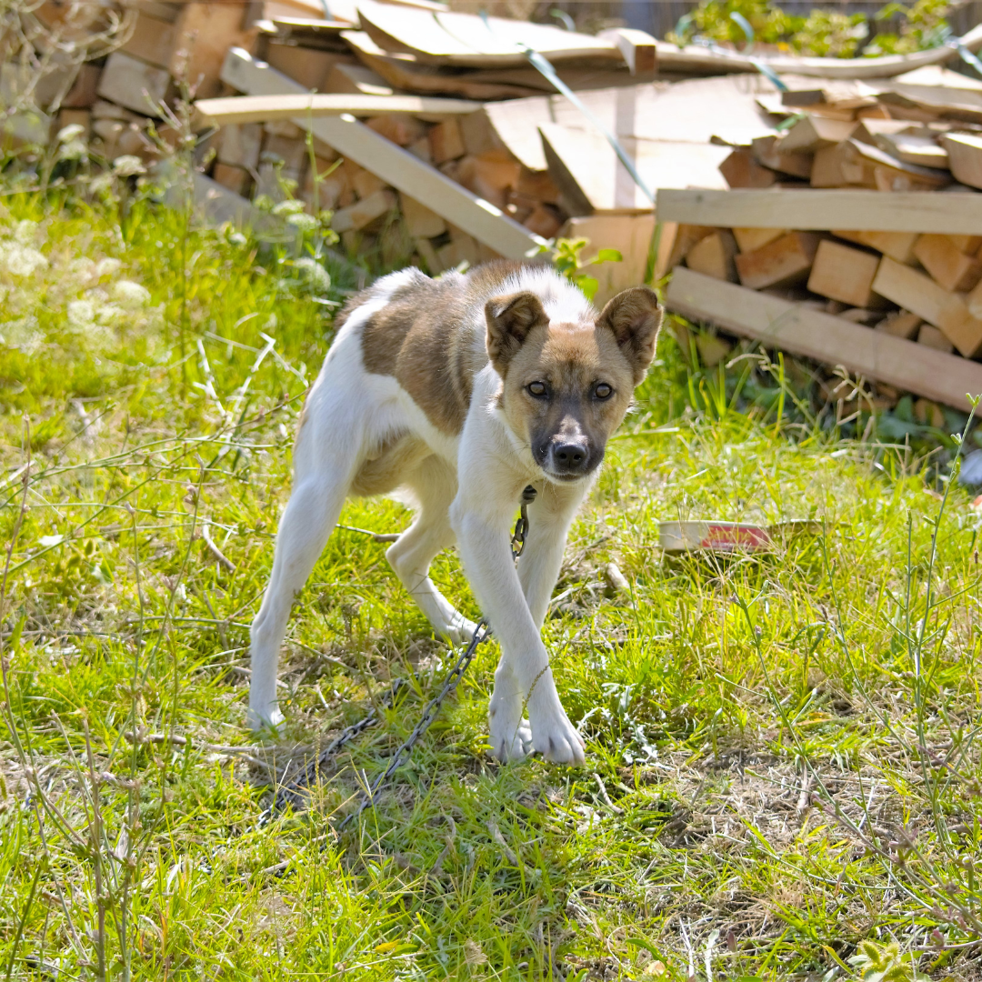¿Cómo quitar la inseguridad y el miedo a un perro? | El Parque Club Canino